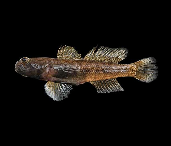 Black Goby « Scaled Up