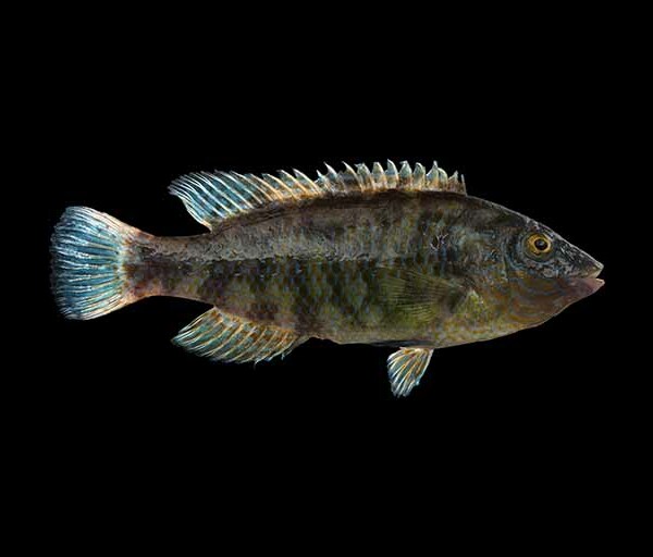 Corkwing Wrasse (male) « Scaled Up