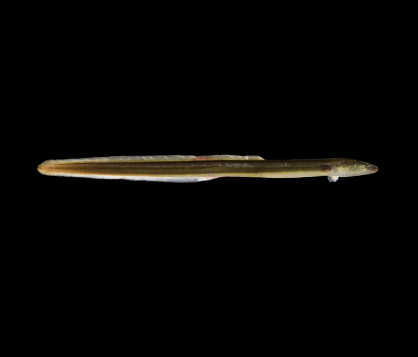 European Eel (side) « Scaled Up