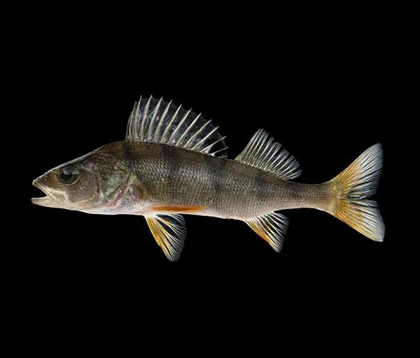 European Perch « Scaled Up