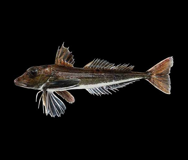 Grey Gurnard « Scaled Up