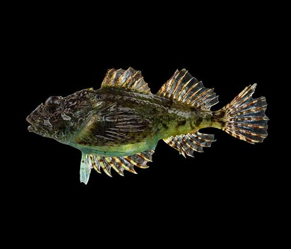 Longspined Bullhead « Scaled Up