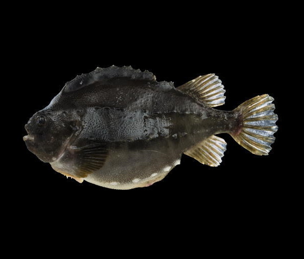 Lumpfish (female) « Scaled Up