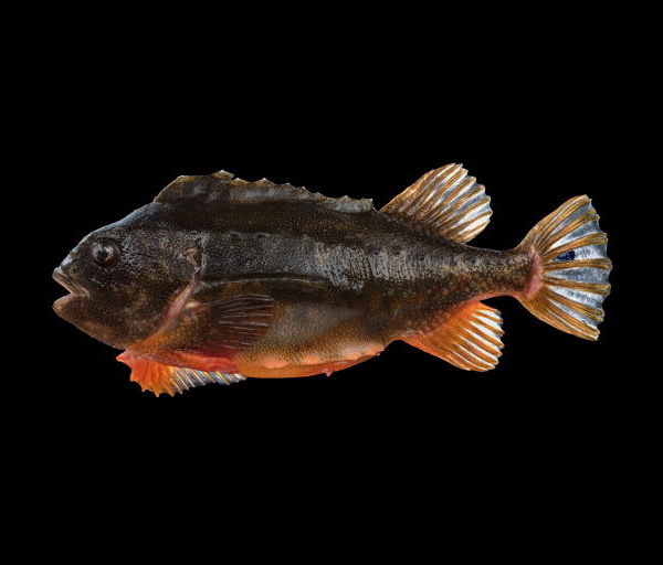 Lumpfish (male) « Scaled Up