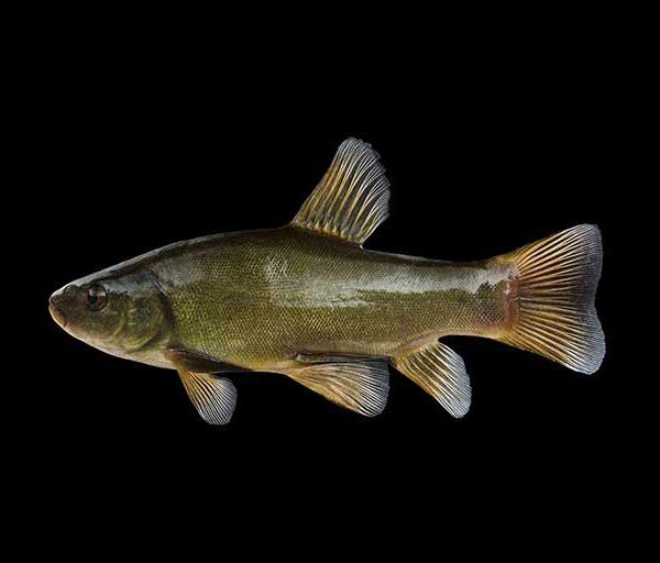 Tench « Scaled Up