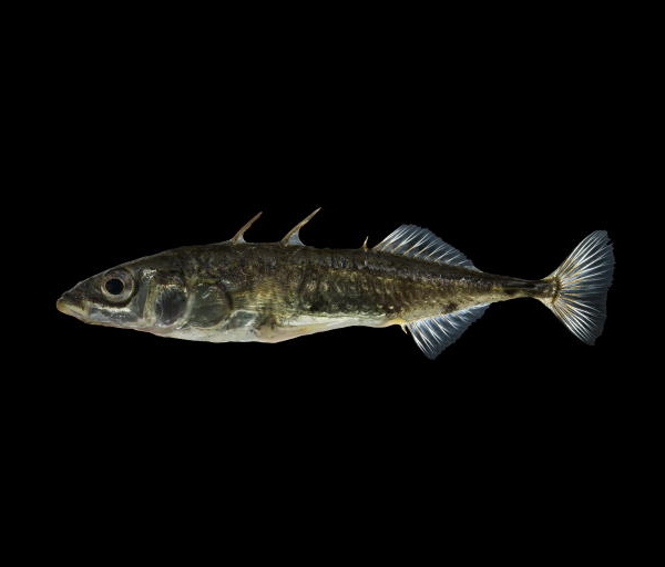 Three-spined Stickleback (female) « Scaled Up