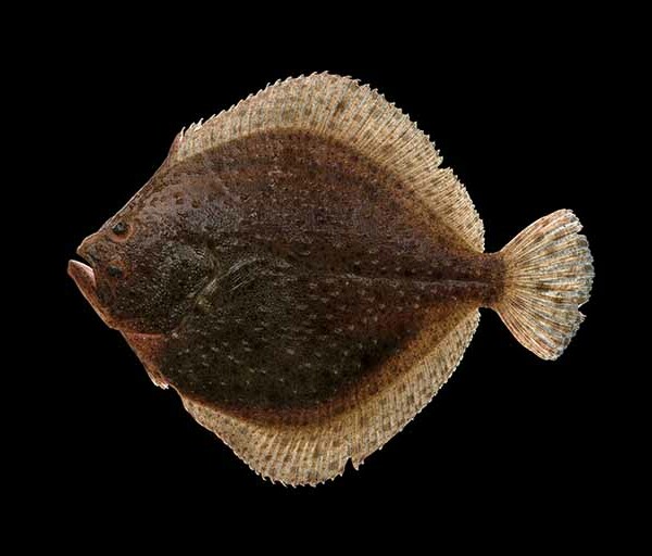 Turbot « Scaled Up